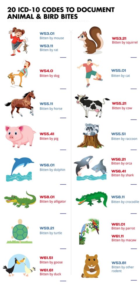 Document Animal & Bird Bites with the Right ICD-10 Codes