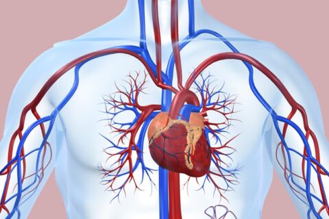 Cardiovascular System CPT Code Changes in 2021
